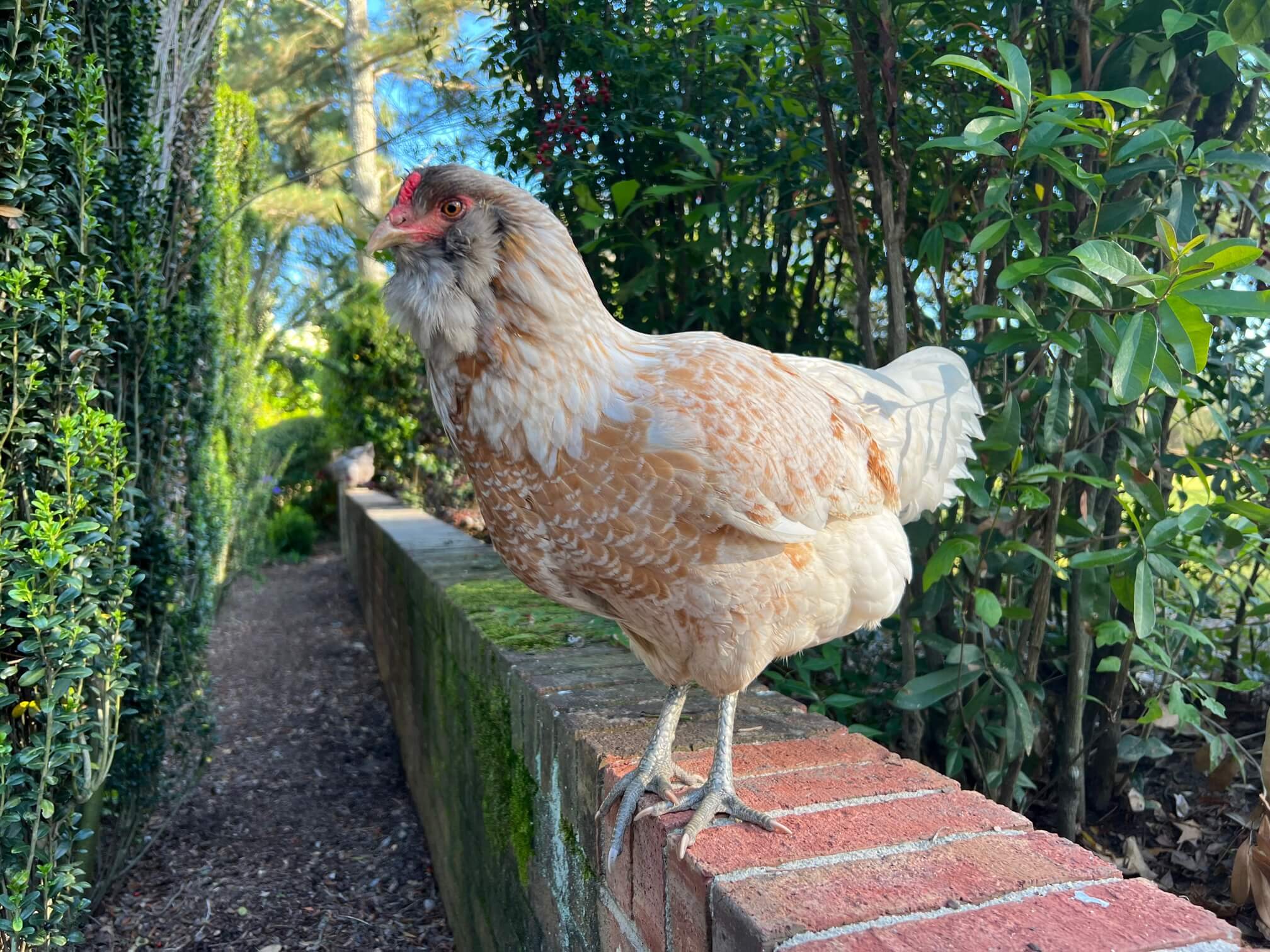 A Restorative Weekend Getaway at Tanglewood Farm B&B in Southern Pines ...